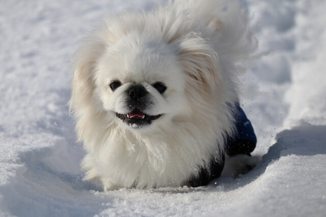 広島県（広島市など）にあるおすすめ・人気のブリーダー19選！｜MOFFME