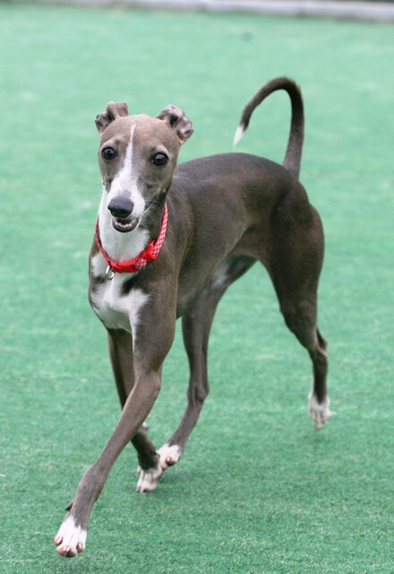 価格の高い人気の犬種を詳しく紹介！高い理由や安く買う方法｜MOFFME