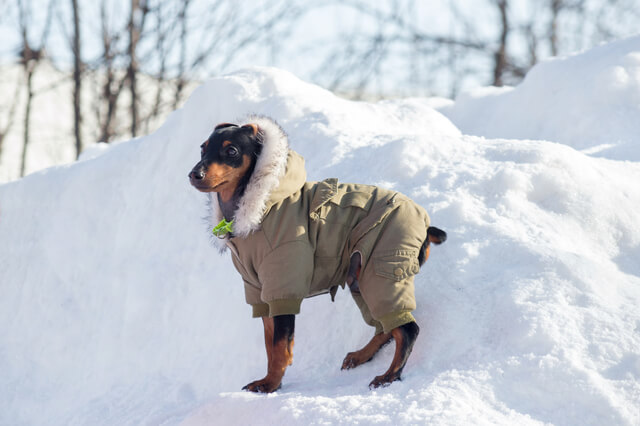 北海道（道央・道北・十勝エリアなど）のおすすめ・人気ドッグラン18選｜MOFFME