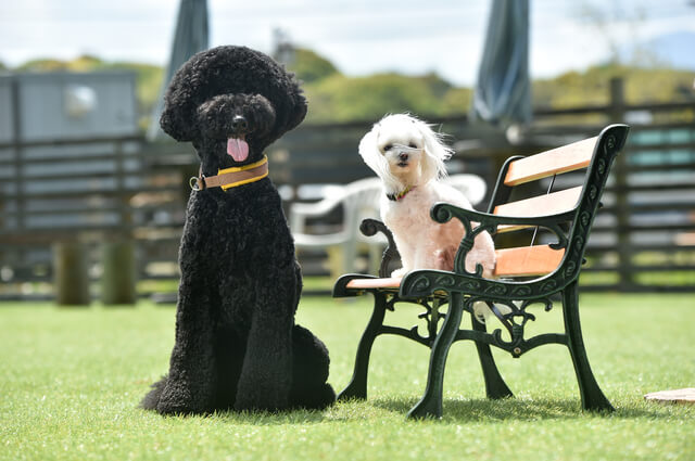 和歌山で犬と触れ合えるドッグカフェ20選！おすすめ・人気のドッグカフェは？｜MOFFME