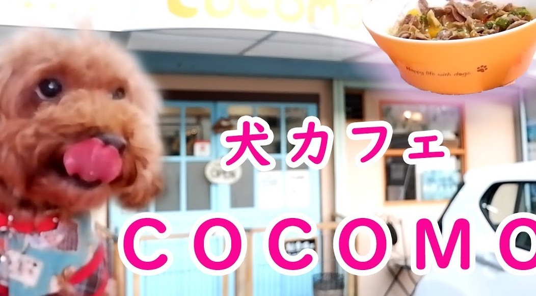 北摂エリアで犬と触れ合えるドッグカフェ3選！本格カフェメニューも｜MOFFME